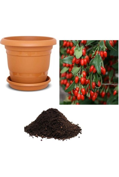 Serdar Çam Tohumculuk Nadir Kurt Üzümü Tohumu Ekim Seti