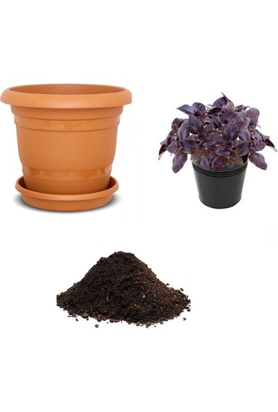 Miss Kokulu Mor Reyhan Tohumu Ekim Seti