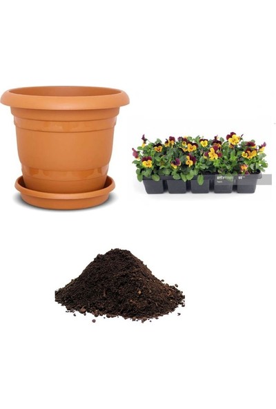 Karışık Viola Pensiero Çiçeği Tohumu Ekim Seti Karışık Viola Pensiero Çiçeği Tohumu Ekim Seti