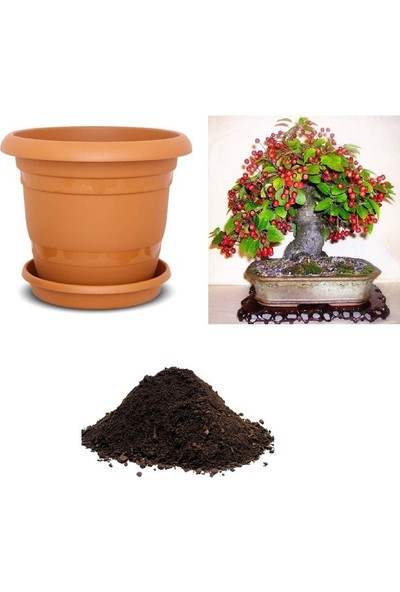 Serdar Çam Tohumculuk Bodur Kiraz Ağacı Bonsai Tohumu Ekim Seti Serdar Çam Tohumculuk Bodur Kiraz Ağacı Bonsai Tohumu Ekim Seti