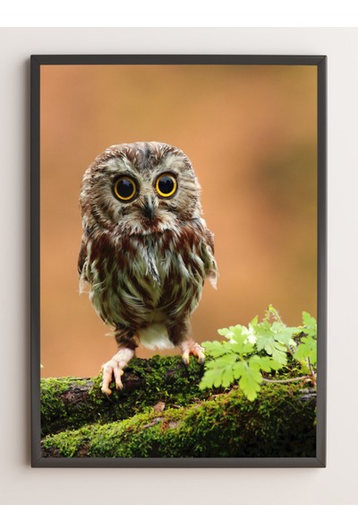 Duo Shop Baykuş Poster - Yüksek Çözünürlük Hd Duvar Posteri - Çerçevesiz Duo Shop Baykuş Poster - Yüksek Çözünürlük Hd Duvar Posteri - Çerçevesiz