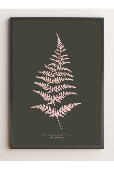 Duo Shop Gymnogramma Chrysophylla Poster - Yüksek Çözünürlük Hd Duvar Posteri - Çerçevesiz
