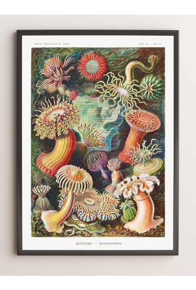 Duo Shop Bitki Heliactis Poster - Yüksek Çözünürlük Hd Duvar Posteri - Çerçevesiz