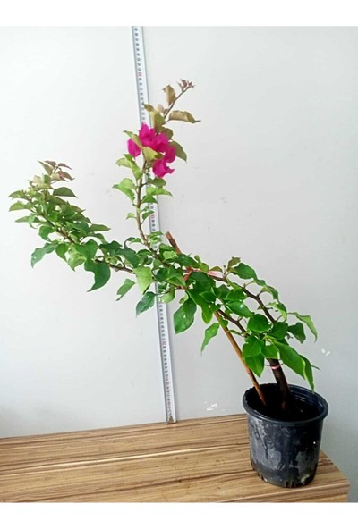 Lotus Botanik Sarmaşık Begonvil Bougainvillea Gelin Duvağı Saksılı Sarmaşıkbegonvil