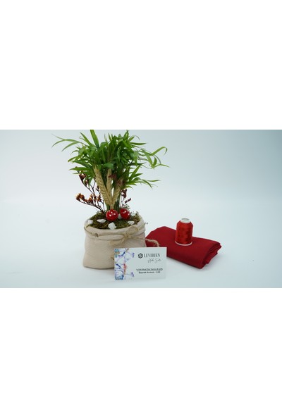 Levibien Çuval Saksıda Chamaedorea ve Bayrak Kırmızı Renkte