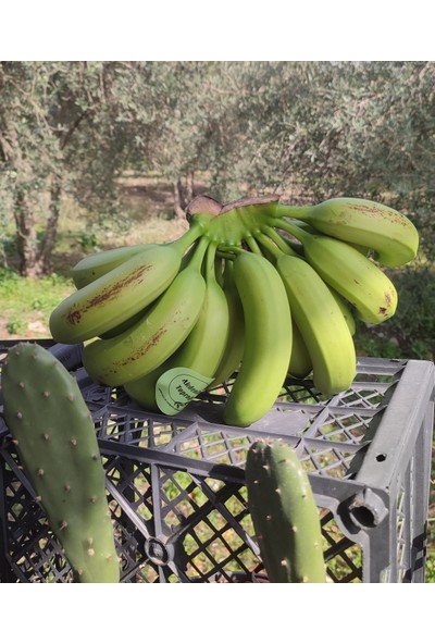 Akdeniz Toprağı Yerli Muz 3 kg