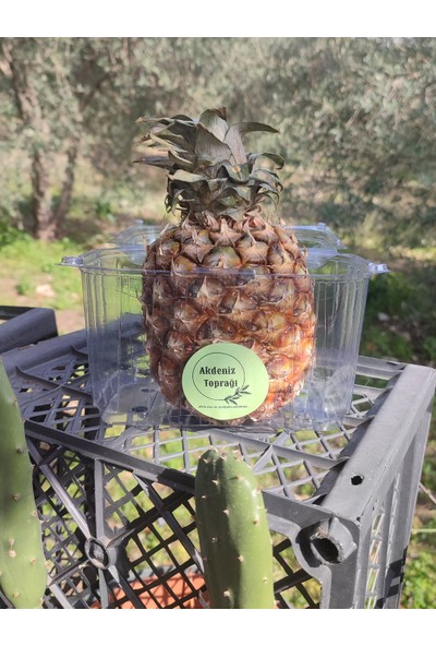 Akdeniz Toprağı Ananas 1 Adet Akdeniz Toprağı Ananas 1 Adet