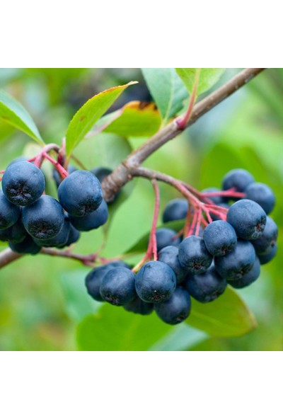 Aronya Meyve Fidanı Aronya Meyve Fidanı