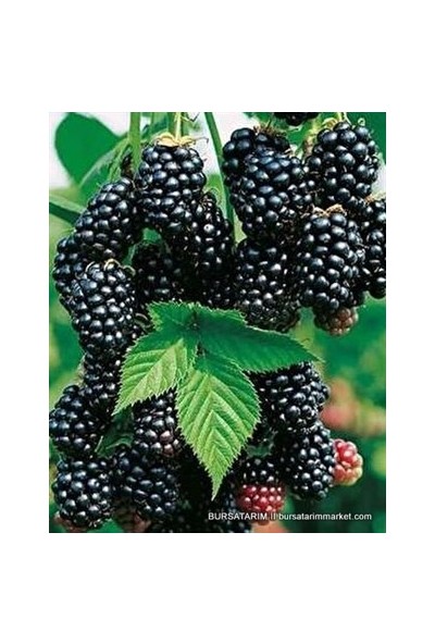 Böğürtlen Meyve Fidanı Böğürtlen Meyve Fidanı