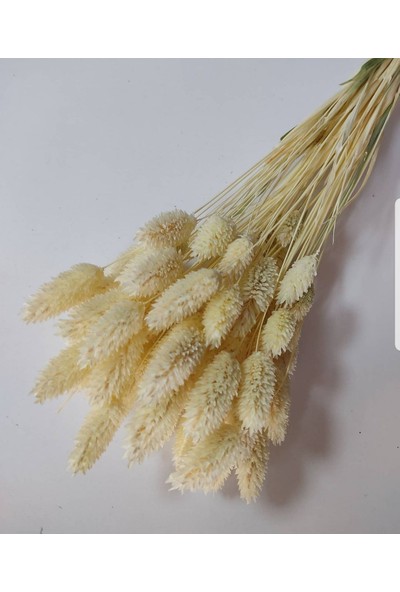 Sofiplant Kuru Çiçek Kuş Otu Phalaris 10 Dal Doğal Sofiplant Kuru Çiçek Kuş Otu Phalaris 10 Dal Doğal
