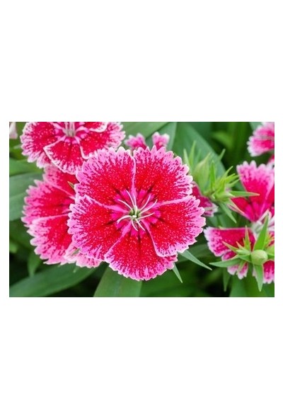 Euro Çin Karanfili Çiçek Tohumu 1