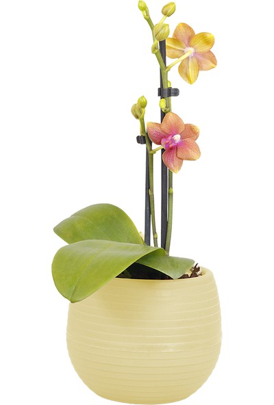 Solo Plant Phalaenopsis Midi Dior Çift Dallı Sarı Saksılı Sarı Orkide
