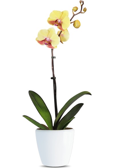 Solo Plant Phalaenopsis Stacy Tek Dallı Sarı Orkide Solo Plant Phalaenopsis Stacy Tek Dallı Sarı Orkide