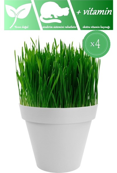 Hb Botanic 4 Adet Tüy Yumağı Önleyici Doğal Kedi Çimi (Tohum,toprak,saksı)