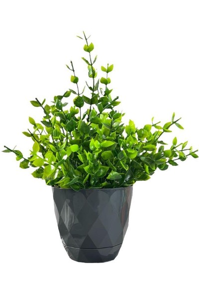 Nettenevime Yapay Çiçek Siyah Saksıda Yeşil Şimşir Dekoratif Masa Çiçeği