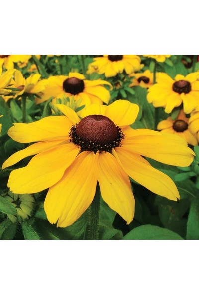 Bahçe Tohum Iri Rutbekya Çiçeği F1 Tohumu ( 10 Tohum )