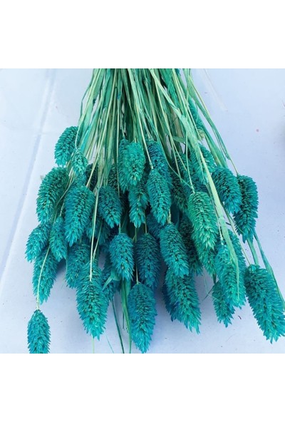 Sofiplant Kuş Otu Phalaris 10 Dal Turkuaz