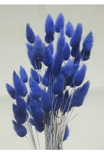 Sofiplant Pamuk Otu Lagurus 10 Dal Mor