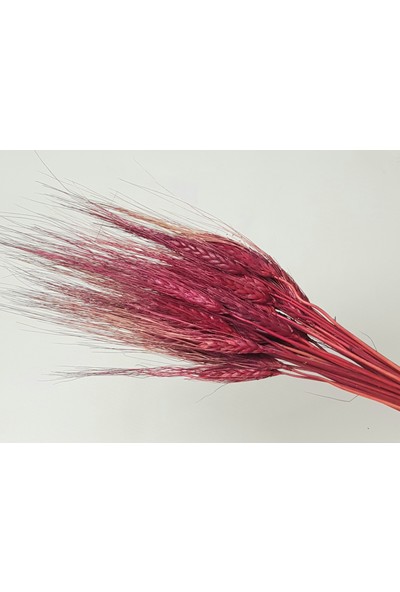 Sofiplant Kuru Başak 10 Dal Bordo