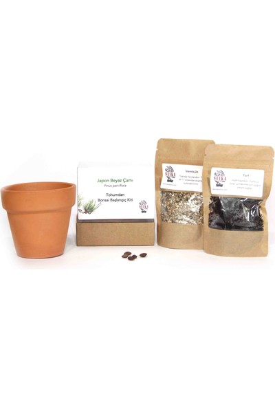 Tohumdan Bonsai Başlangıç Kiti - Japon Karaçamı (P. Thunbergii) Tohumdan Bonsai Başlangıç Kiti - Japon Karaçamı (P. Thunbergii)