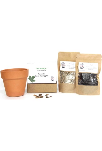 Seika Tohumdan Bonsai Başlangıç Kiti - Japon Akçaağacı 'yamamomiji' Seika Tohumdan Bonsai Başlangıç Kiti - Japon Akçaağacı 'yamamomiji'