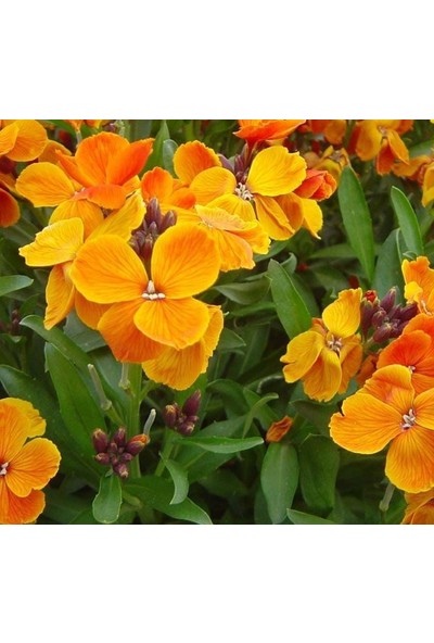 Kokulu Sarı Şebboy F1 Tohumu ( 50 Tohum )