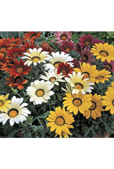 Karışık Iri Gazanya F1 Tohumu ( 15 Tohum )
