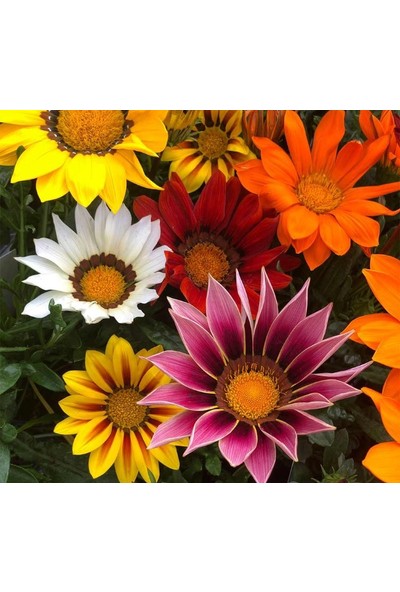 Gazanya - Koyun Gözü ( Karışık Renk )