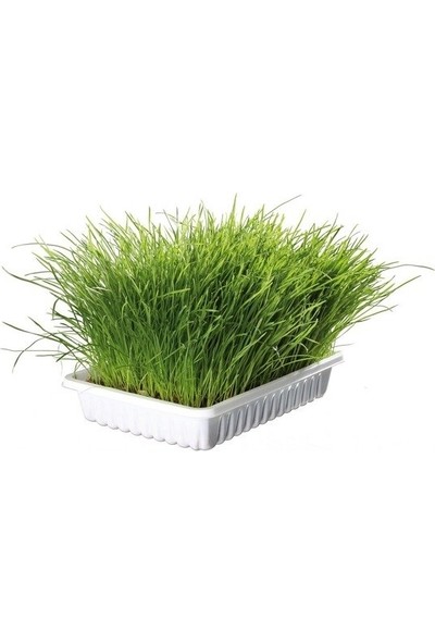 Trixie Yavru ve Yetişkin Kedi Çimi (Yumuşak)