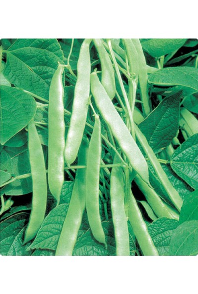 Arzuman Fasulye (Sırık) 50 Gram