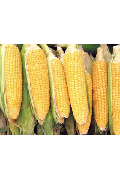 Arzuman Mısır (Tatlı) 25 Gram