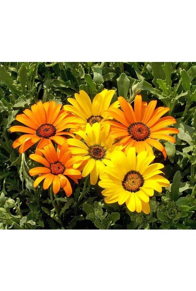 Arzuman Afrika Papatyası Rudbeckıa 100 Adet
