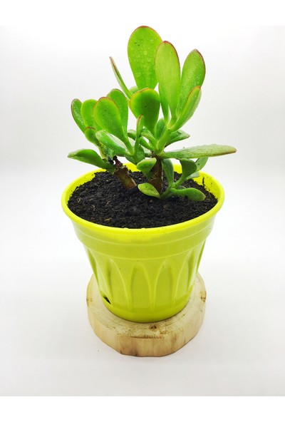 Agro Tohum Crassula Ovata Para Ağacı Çiçeği 2 Yaşında