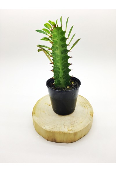 Agro Tohum Euphorbia Trigona Süt Ağacı Agro Tohum Euphorbia Trigona Süt Ağacı