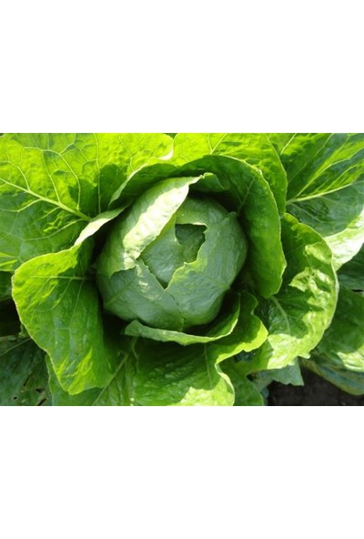 Arzuman Yedikule Marul 10 Gram