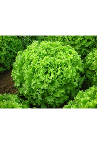 Arzuman İri Kıvırcık Marul 10 Gram