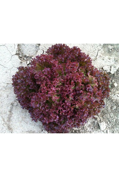 Arzuman Kırmızı Kıvırcık Marul (İthal) Marul 5 Gram