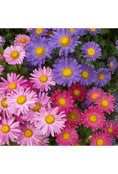 Arzuman Aster 50 Adet Arzuman Aster 50 Adet