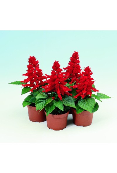 Arzuman Ateş Çiçeği (Salvia Splendes) 30 Adet