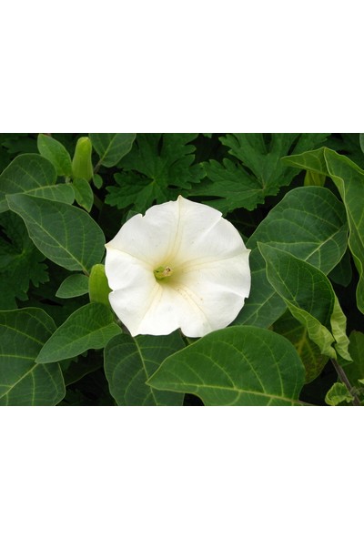 Arzuman Gece Güzeli (Datula) 15 Adet