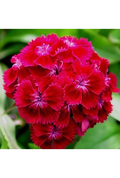 Arzuman Hüsnüyusuf (Dıanthus Barbatus) 100 Adet