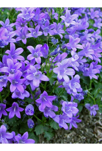 Arzuman Çan Kadeh Çiçeği (Campanula) 100 Adet