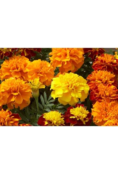 Arzuman Karagöz Çiçeği (Tagetes) 50 Adet