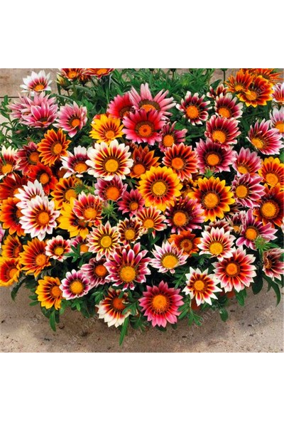 Arzuman Meramlı Kız Çiçeği (Gazanıa) 20 Adet