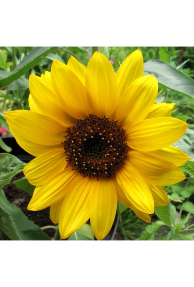 Arzuman Süs Ayçiçeği (Helıanthus Annuus) 50 Adet