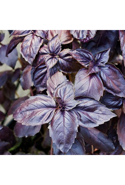 Arzuman Mor Reyhan (Basılıcum) 100 Adet