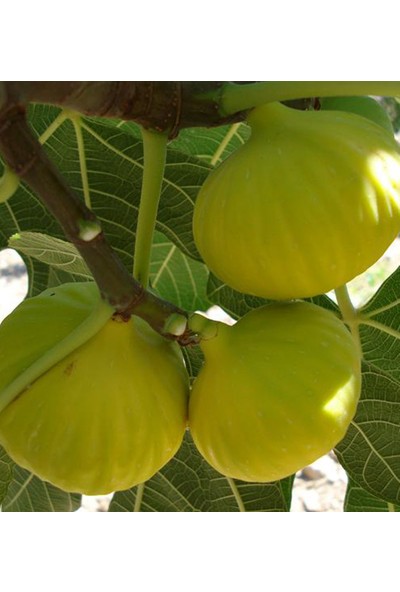 Fidan Sarayı Sarı Lop İncir Fidanı (Açık Köklü)