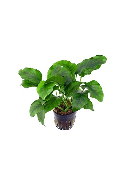 Akvaryumbitkileri Anubias barteri 'broad leaf' - Büyük Boy Akvaryumbitkileri Anubias barteri 'broad leaf' - Büyük Boy