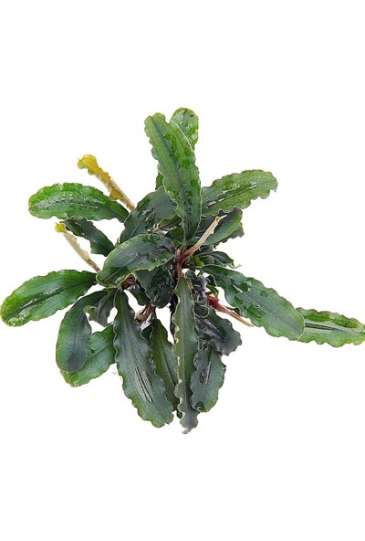 Akvaryumbitkileri Bucephalandra green wavy - Akaryum Canlı Bitkisi Nadir Tür Akvaryumbitkileri Bucephalandra green wavy - Akaryum Canlı Bitkisi Nadir Tür
