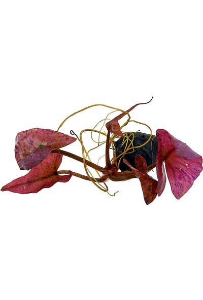 Akvaryumbitkileri Nymphaea rubra bulb - Lotus Soğanı Akvaryumbitkileri Nymphaea rubra bulb - Lotus Soğanı